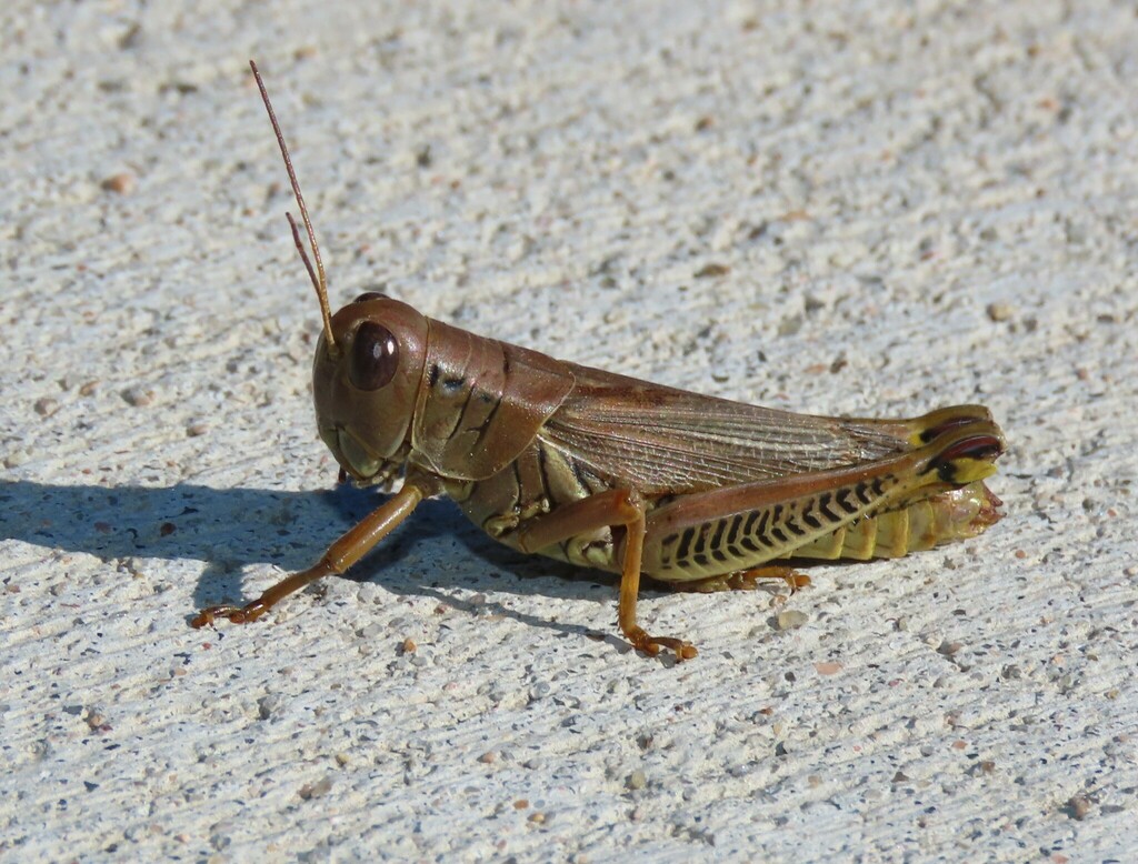 Differential Grasshopper from Sedgwick County, KS, USA on November 22 ...