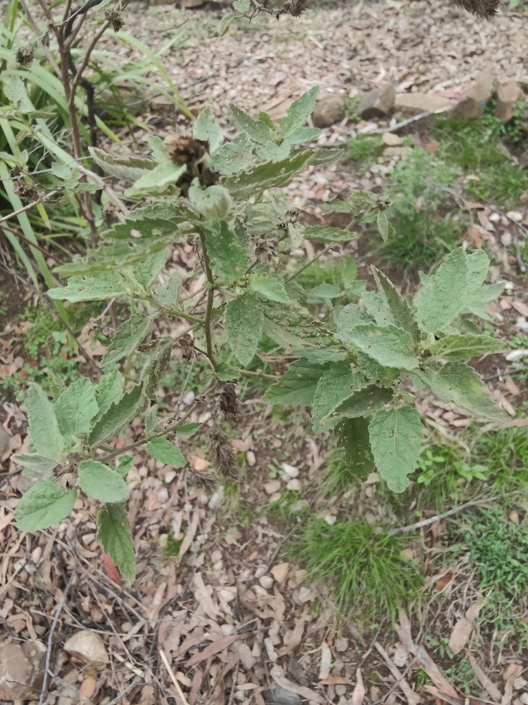 flannel weed from Summerholm QLD 4341, Australia on November 27, 2023 ...