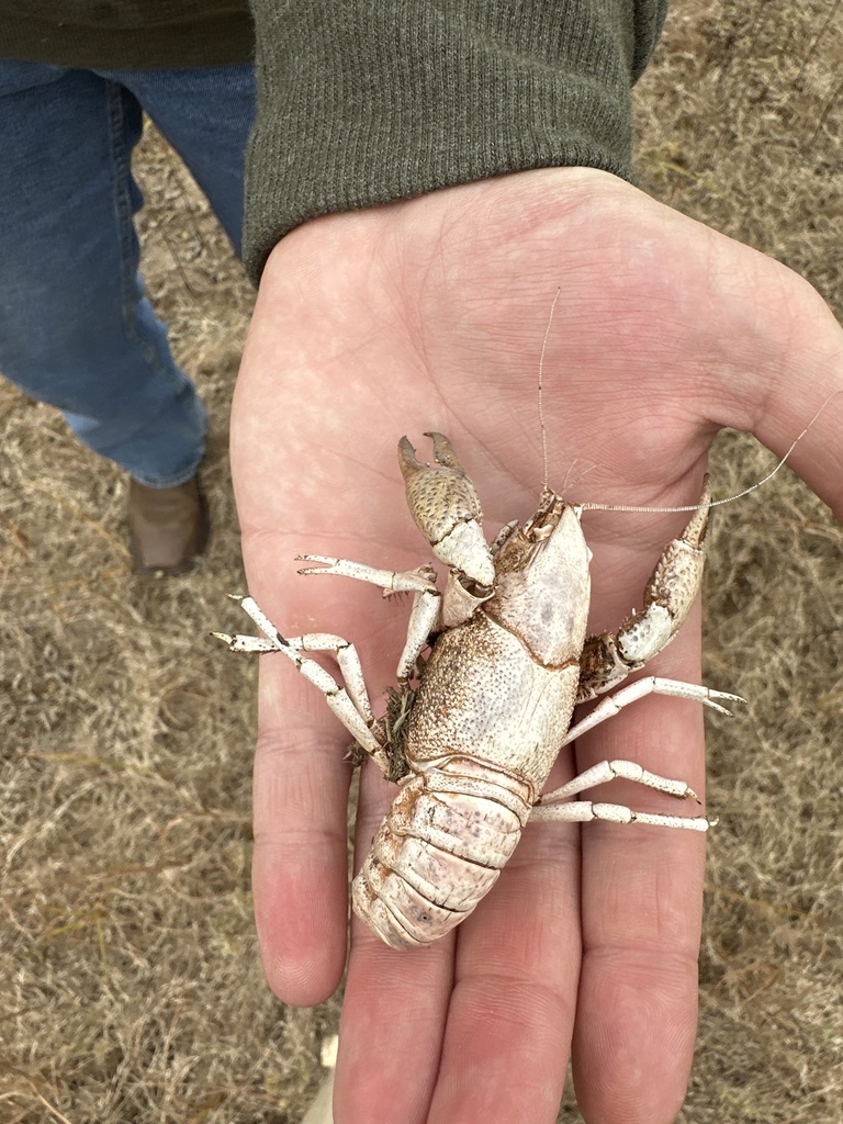 Red Swamp Crayfish from Nacogdoches, TX, US on November 16, 2023 at 01: ...