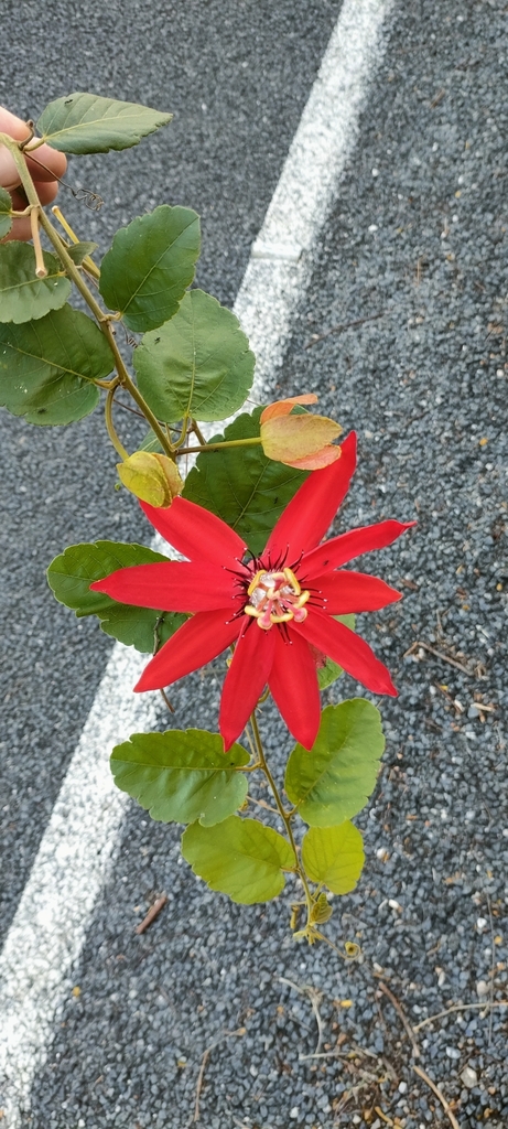 red passion flower from Woombye QLD 4559, Australia on November 26 ...