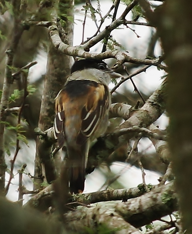 Gray-collared Becard from San Pedro, Texas, United States on November ...