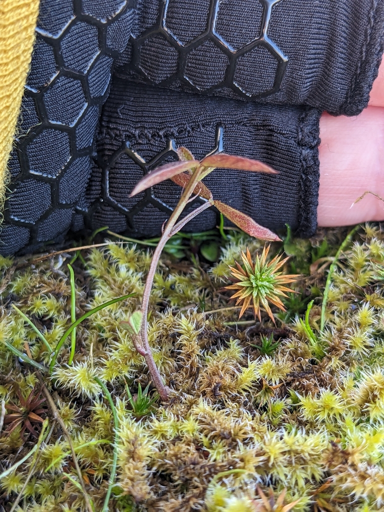 clovers from Mt Tolmie on November 27, 2023 at 11:20 AM by AJ Wasserman ...