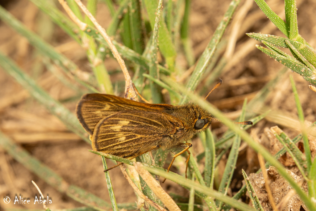 Wandering Skipper from Kimballville (historical), California, United ...