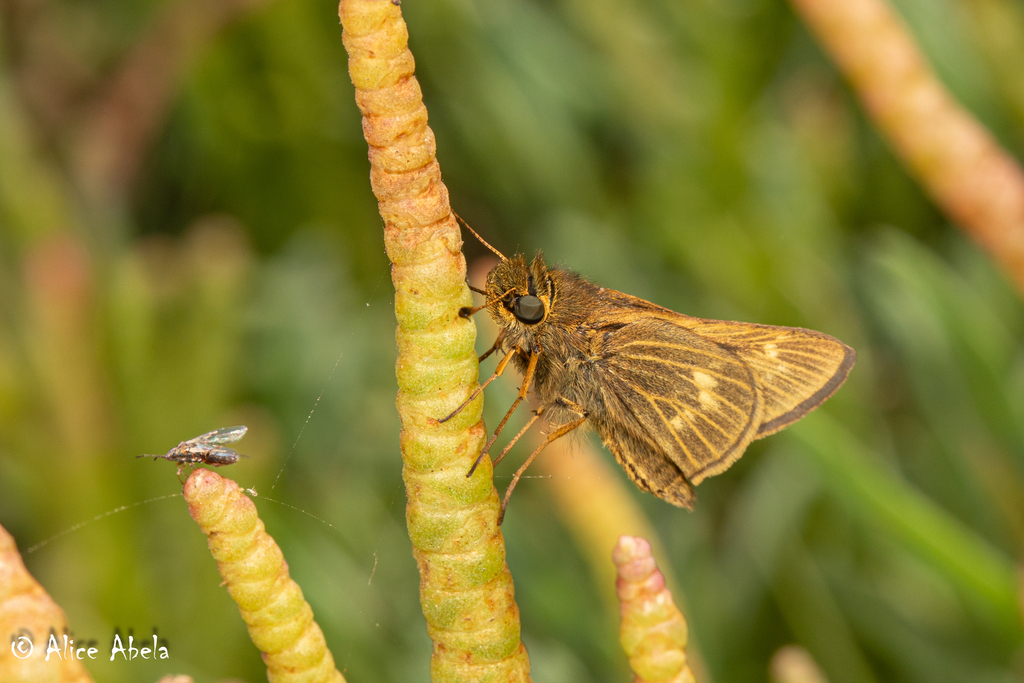 Wandering Skipper from Kimballville (historical), California, United ...