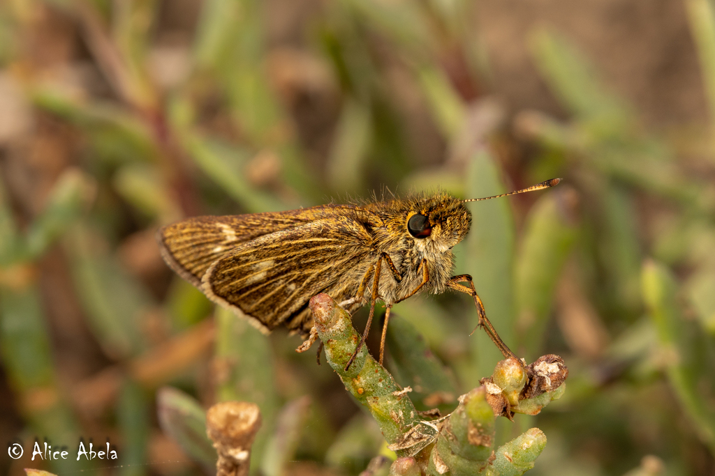 Wandering Skipper from Kimballville (historical), California, United ...