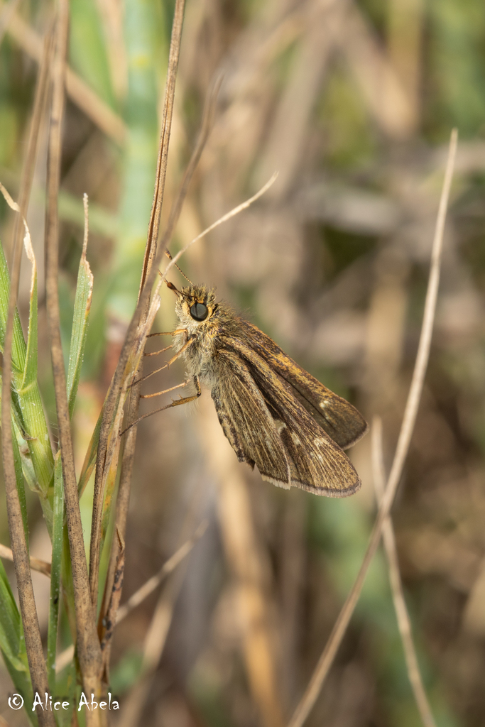 Wandering Skipper from Kimballville (historical), California, United ...