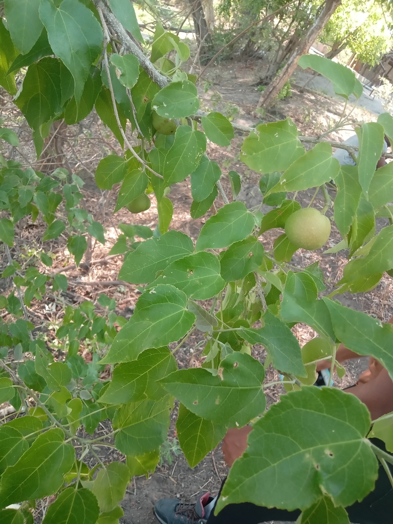 Large fever-berry from Zambezi Region, Namibia on November 26, 2023 at ...