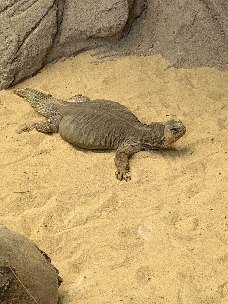 Egyptian Mastigure in May 2023 by C Hewitt · iNaturalist