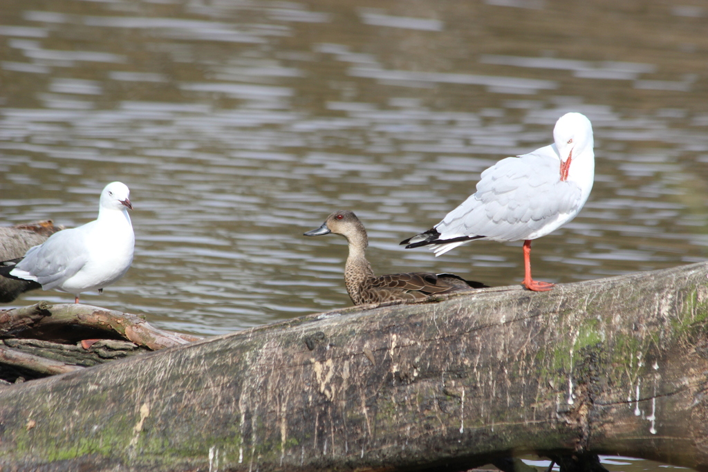 Grey Teal from Melbourne VIC, Australia on November 25, 2023 at 09:27 ...