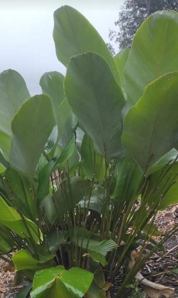 Ischnosiphon from 68493 San Antonio Analco, Oax., México by Clemencia ...