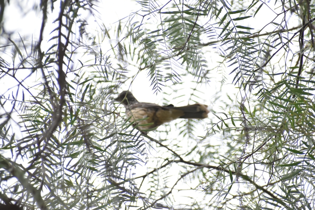 Perching Birds from Villa Busch, Cochabamba, Bolivia on November 25 ...