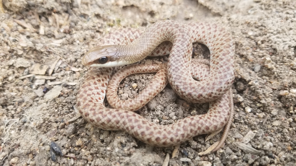 Western Rufous Beaked Snake from kisasa nyumba 300 0767687258, Dodoma ...