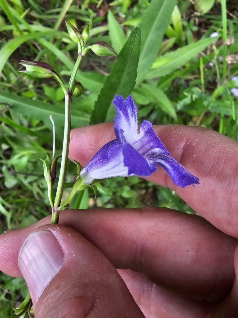 koala bells in November 2023 by Dan · iNaturalist
