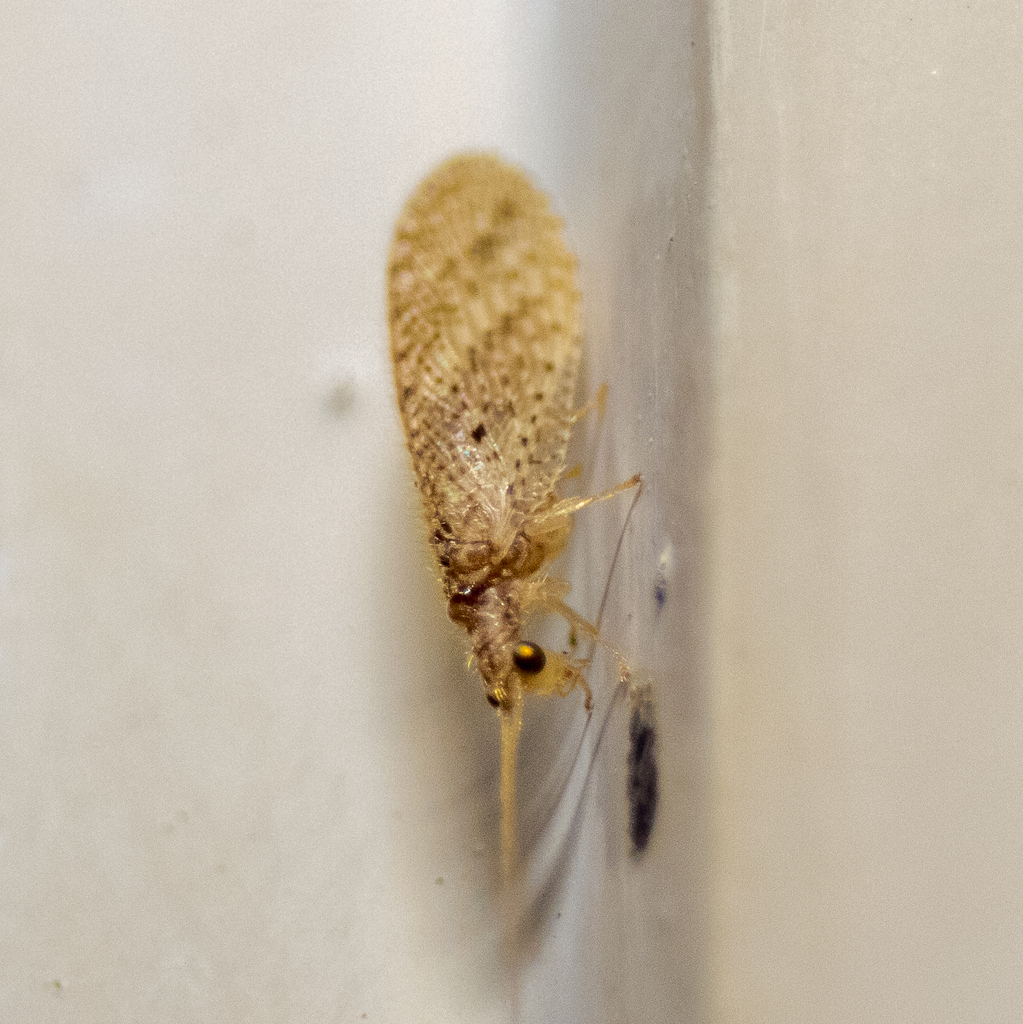 Tasmanian Brown Lacewing in November 2023 by Kari · iNaturalist