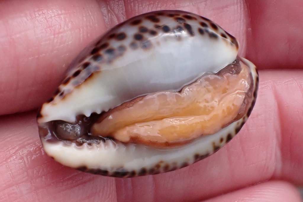 Brown Cowry from King Island, TAS, Australia on November 27, 2023 at 04 ...