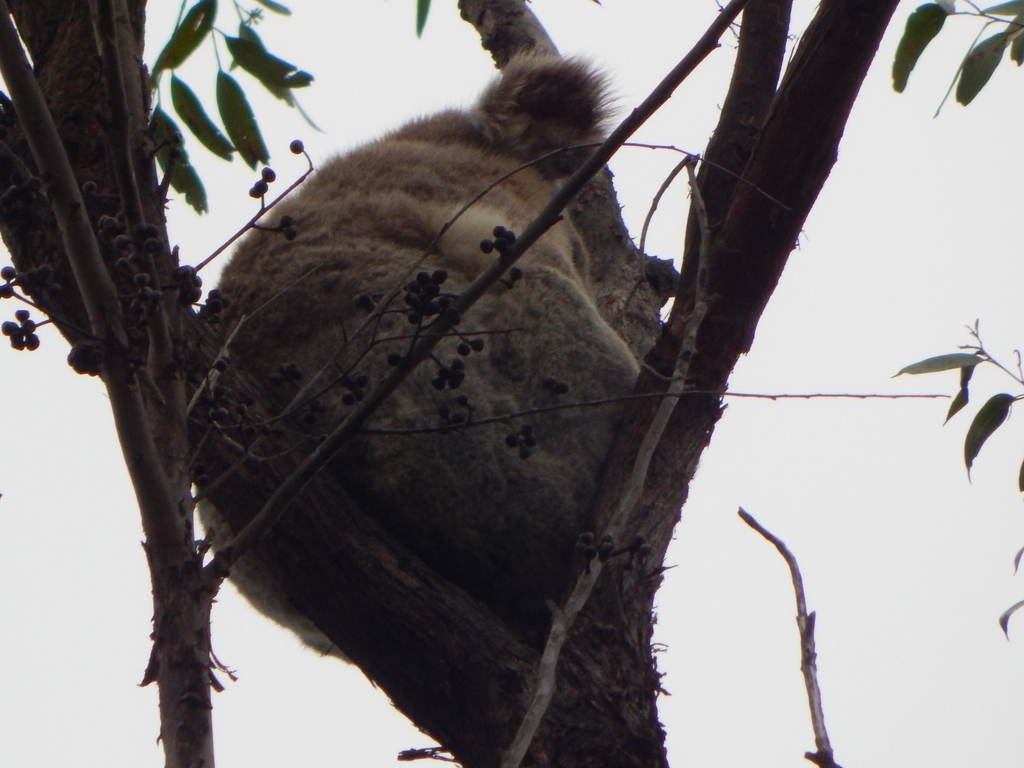 Koala in November 2023 by ivzz. Joey with mum Campbelltown lga ...