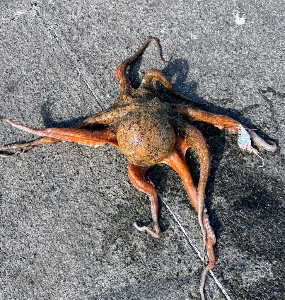 Typical Octopuses from Whangārei Harbour, Bream Bay Ward, Northland, NZ ...
