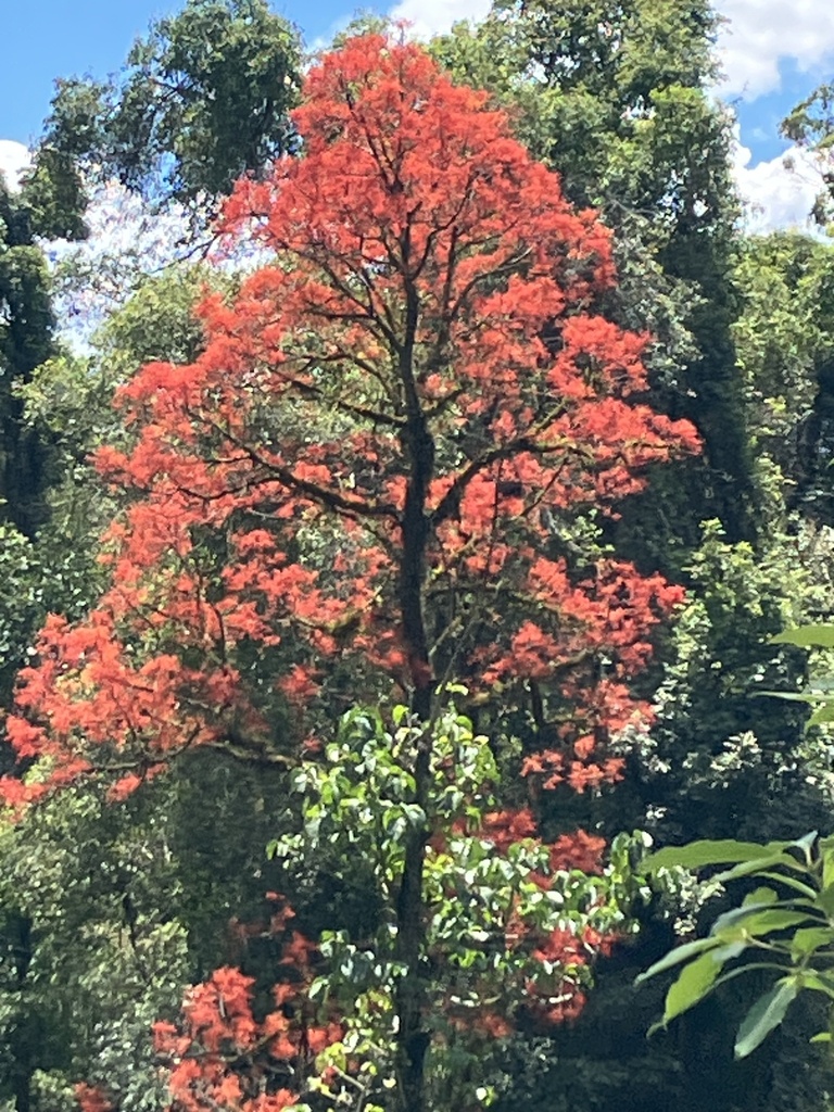 flame tree from Cottan - Bimbang National Park, Yarrowitch, NSW, AU on ...
