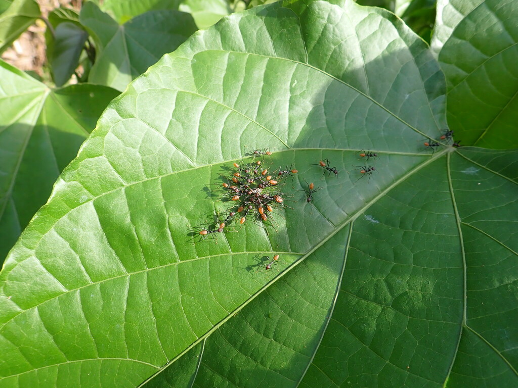 African Weaver Ant from Ouésso, République du Congo on November 26 ...