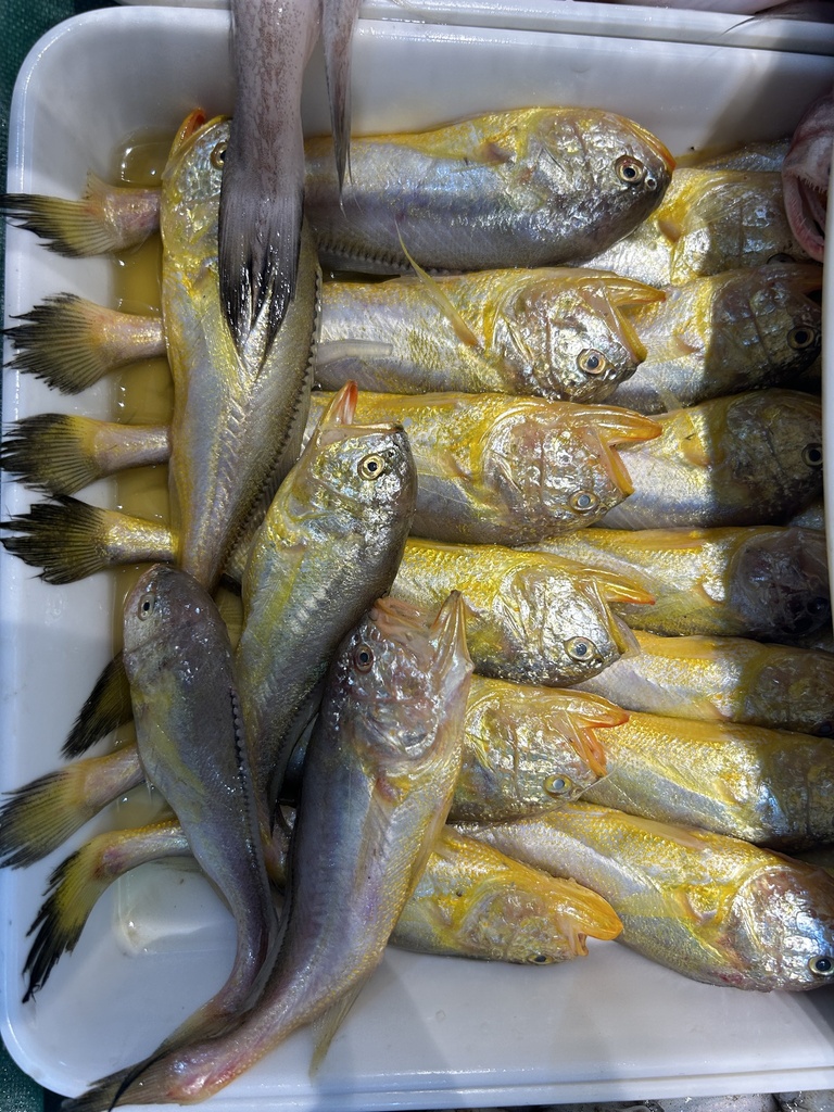 Collichthys lucidus from 六横中远小学, 舟山市, 浙江省, CN on November 28, 2023 at ...