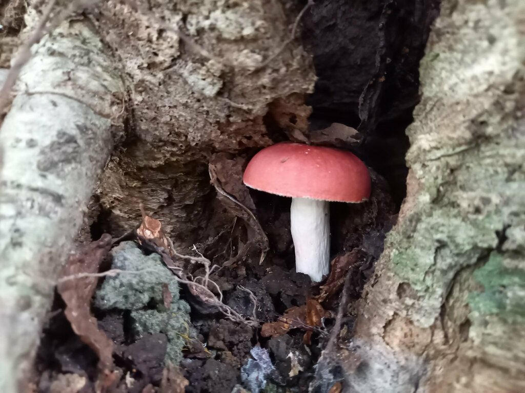 Russula amarissima from 日本、〒247-0066 神奈川県鎌倉市山崎1667 on August 27, 2023 ...