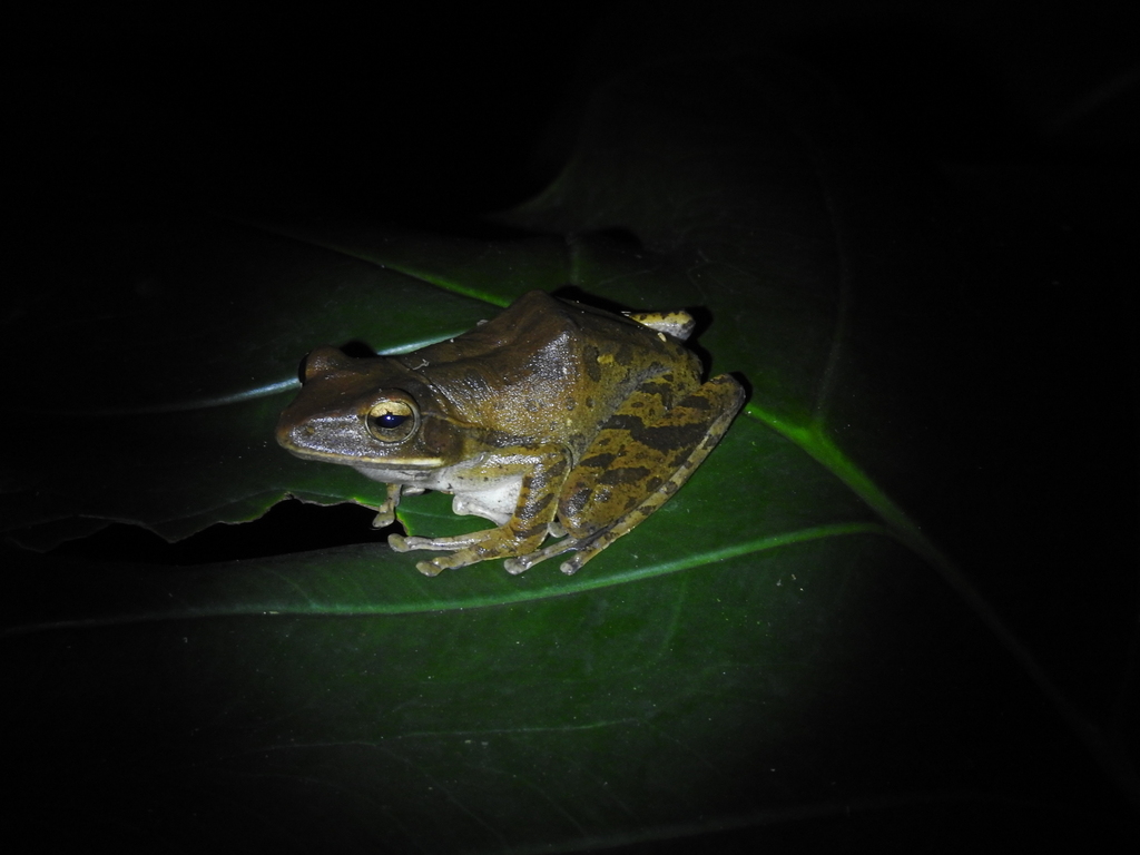 Common Southeast Asian Tree Frog in November 2023 by putipuspitasari ...