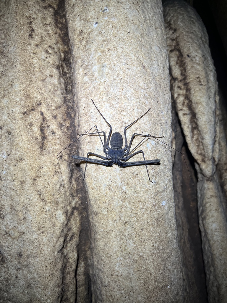 Phrynichus from Tha Sao, 塞尤克, 干乍那武里府, TH on November 28, 2023 at 03:05 ...