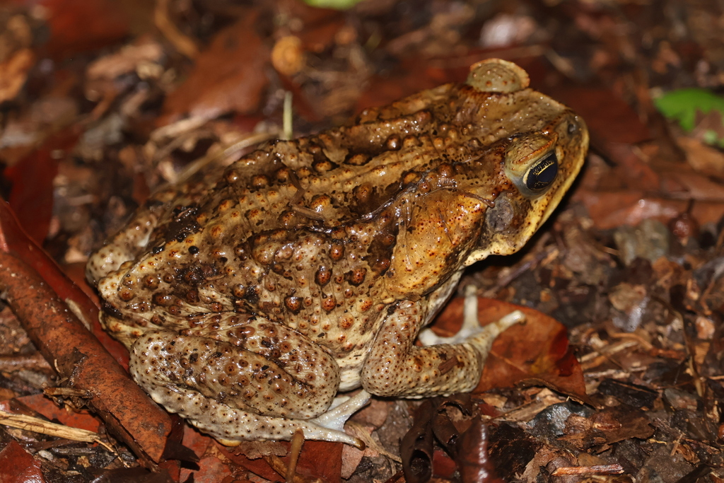 Cane Toad from Queensland 4152, Australia on November 28, 2023 at 08:33 ...