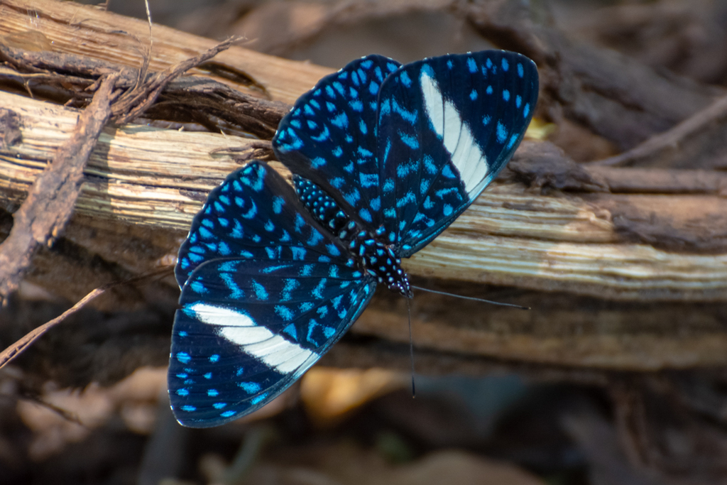 Hamadryas laodamia laodamia from São José do Rio Preto, SP on November ...
