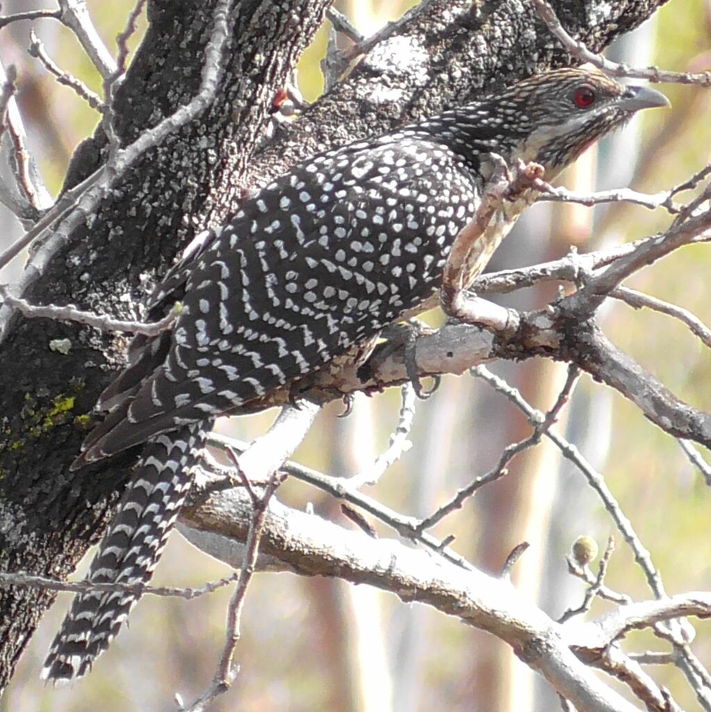 Eastern Australian Koel from Watsonville QLD 4887, Australia on ...