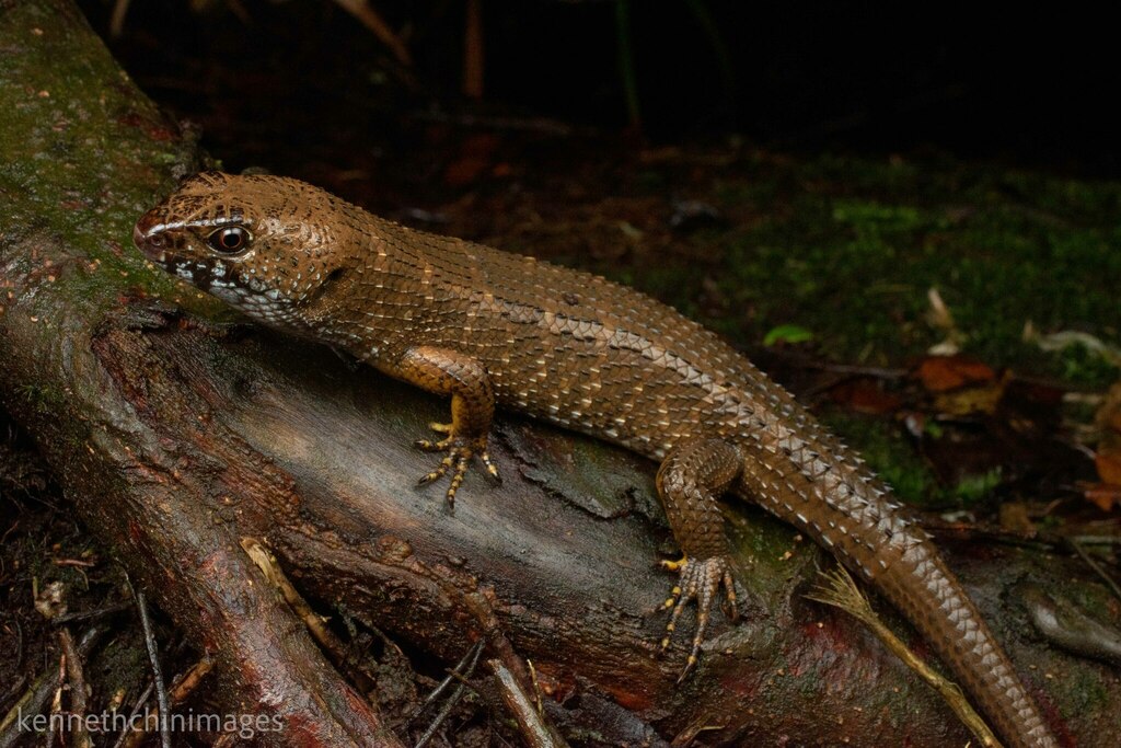 Davao Waterside Skink from Mount Hamiguitan, San Isidro, Davao Oriental ...