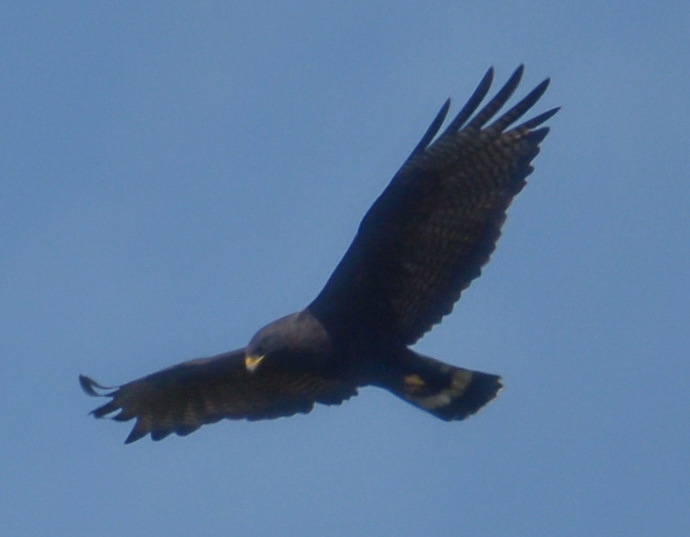 Zone-tailed Hawk from La Cruz de Huanacaxtle, Nayarit, Mexico on ...