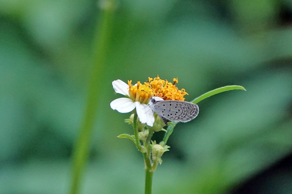 Tiny Grass Blue in October 2023 by Carol Kwok · iNaturalist
