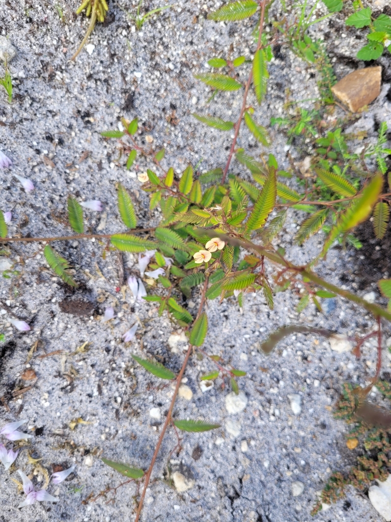 shyleaf from University Dr & Southgate Blvd, Tamarac, FL 33321, USA on ...