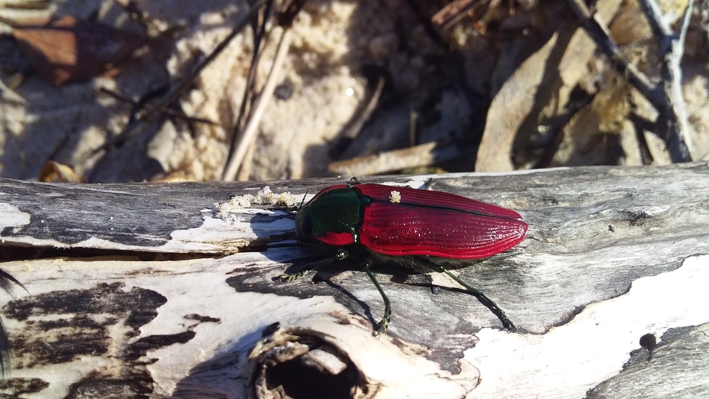 Temognatha sanguinipennis from PW2X+WF, Nadgee NSW 2551, Australia on ...