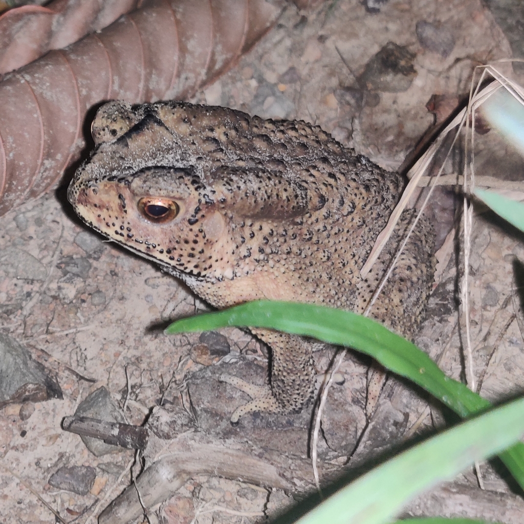 Asian Common Toad from South Andaman Jirkatang 2, Port Blair, Andaman ...