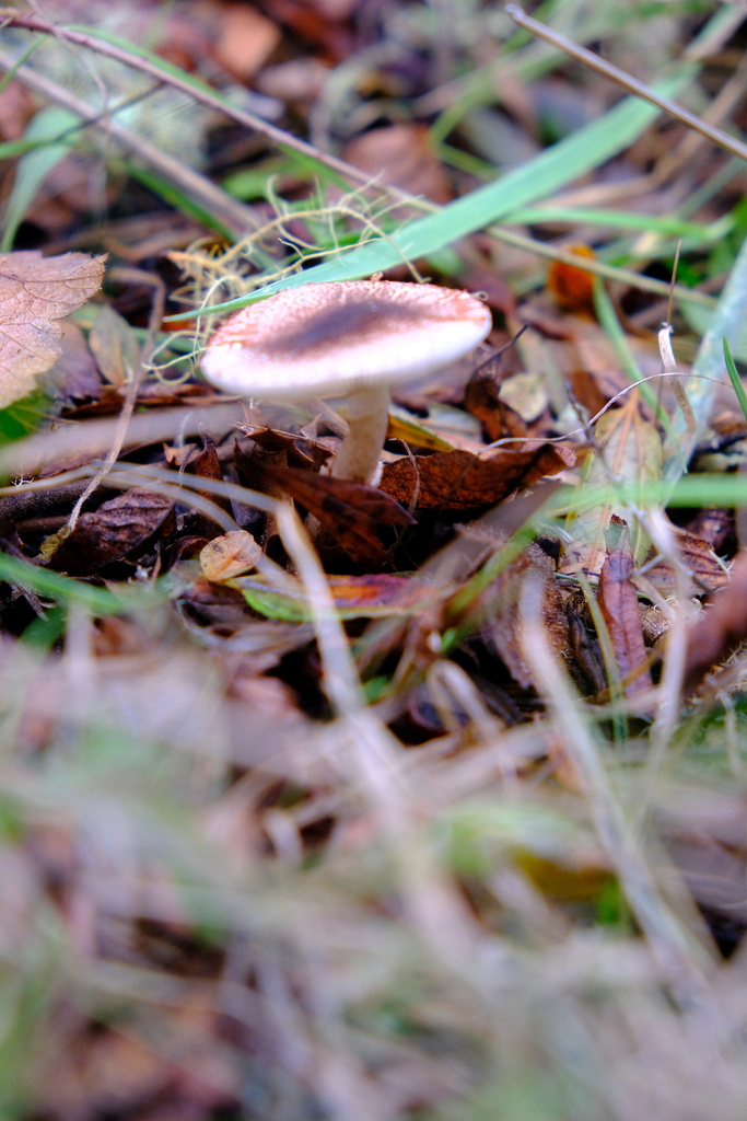 Chestnut Dapperling from Marin County, CA, USA on November 9, 2023 at ...