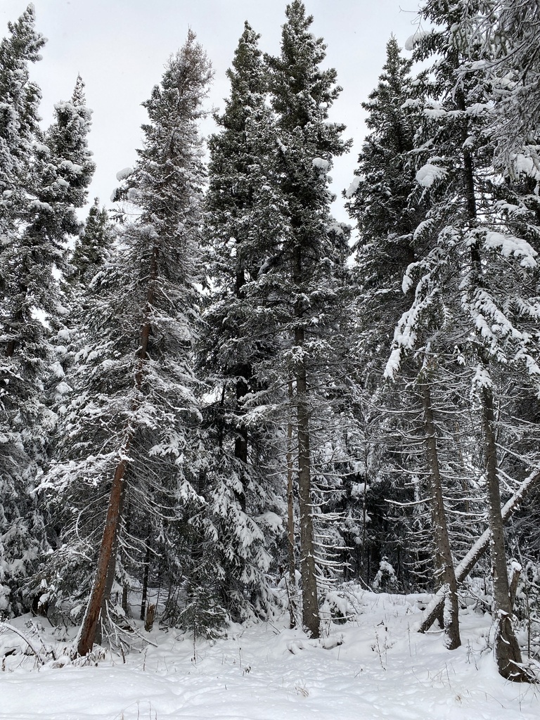 black spruce from Labrador City, NL, CA on November 28, 2023 at 02:03 ...