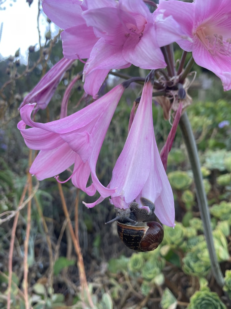 Belladonna Lily from Marin, California, United States on September 9 ...