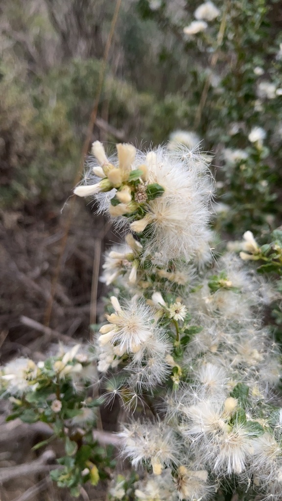 coyote brush from Marin County, CA, USA on November 22, 2023 at 08:32 ...