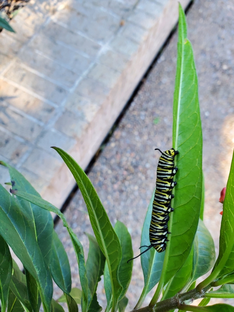 Monarch from 1951 San Jacinto/Trinity, Austin, TX 78712, USA on ...