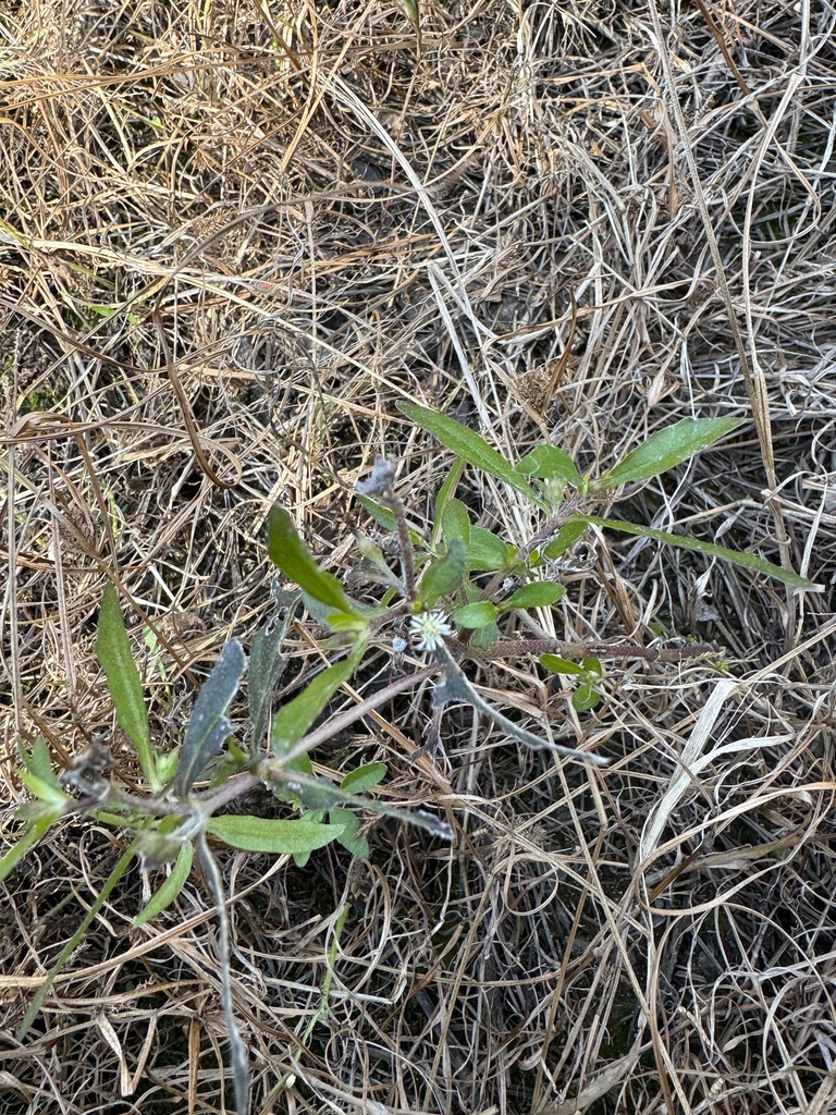 false daisy from Old Antioch Rd, Smithville, TX, US on November 28 ...