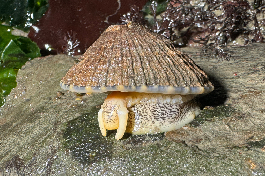 Rough Keyhole Limpet from Skagit County, WA, USA on November 27, 2023 ...