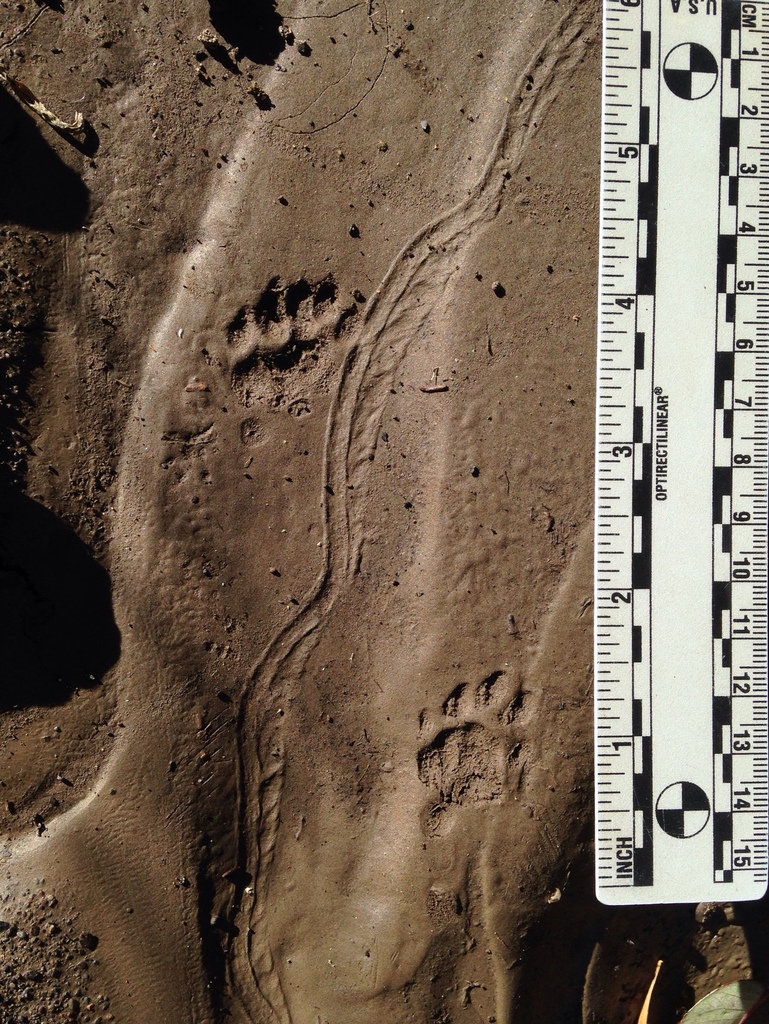 Ringtail in January 2019 by wyatt47 · iNaturalist