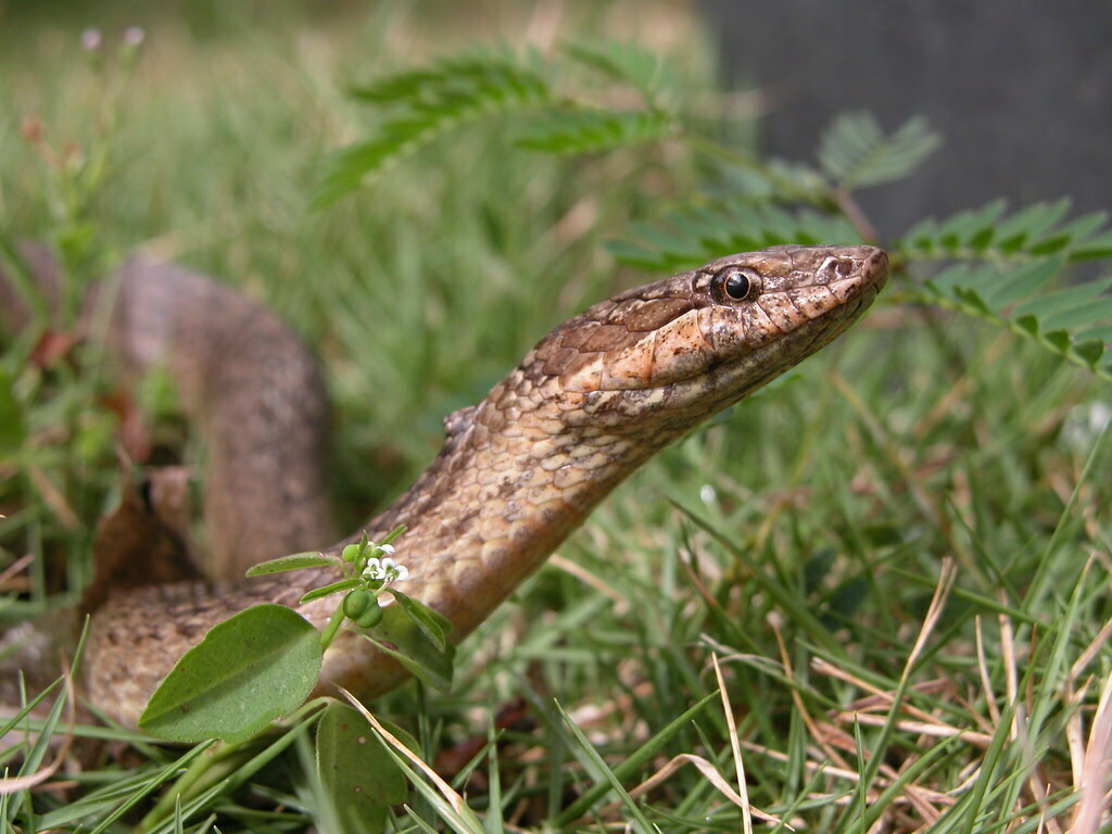 Anguilla Bank Racer in January 2002 by Karl Questel · iNaturalist