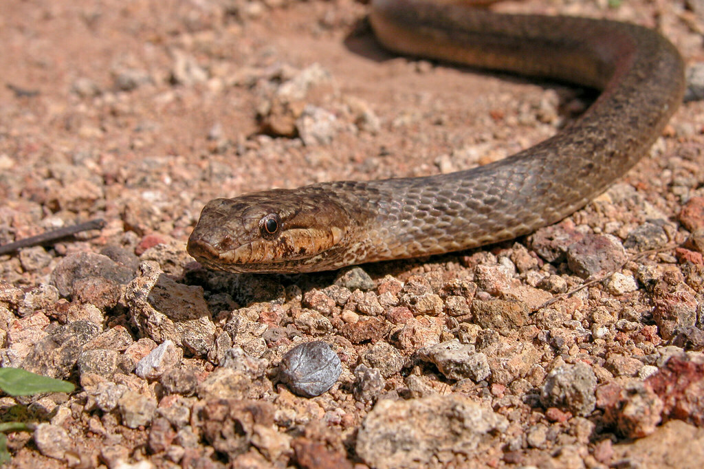 Anguilla Bank Racer in January 2004 by Karl Questel · iNaturalist