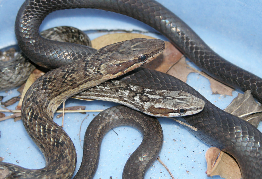Anguilla Bank Racer in April 2004 by Karl Questel · iNaturalist