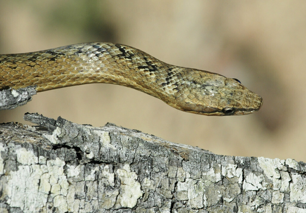 Anguilla Bank Racer in March 2007 by Karl Questel · iNaturalist