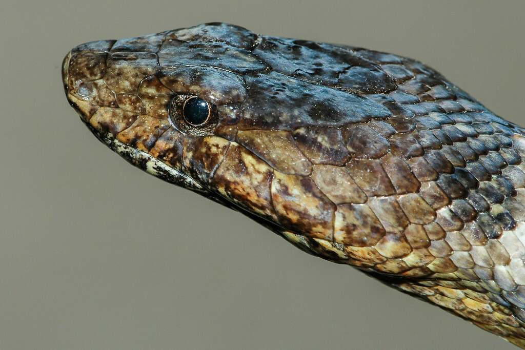 Anguilla Bank Racer in May 2007 by Karl Questel · iNaturalist