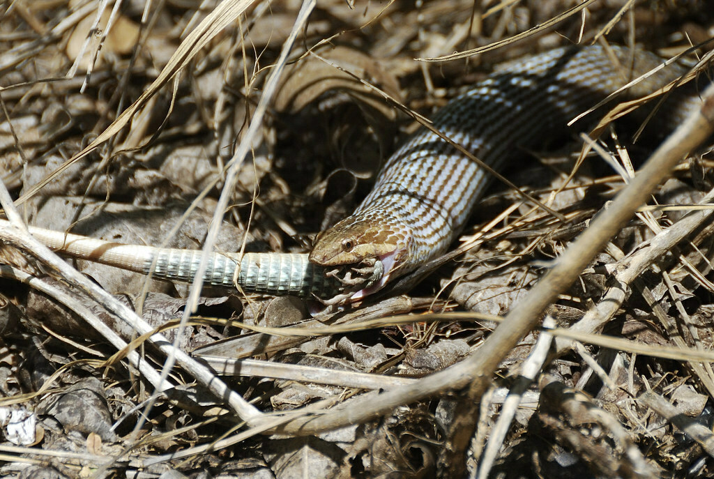 Anguilla Bank Racer in November 2009 by Karl Questel · iNaturalist